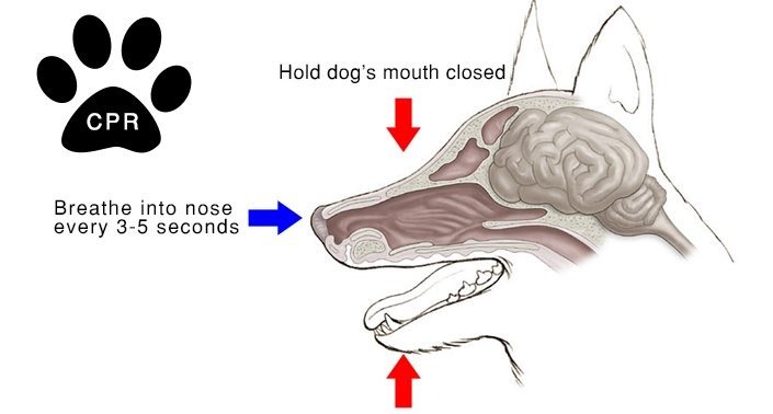 PET CPR | Choice Plus Insurance Services, Inc.